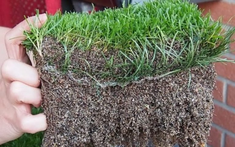 Why Hybrid Bermuda Grass is Better Option Than Traditional Grass