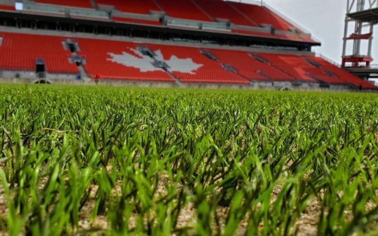 Comprehensive Guide: What is Hybrid Grass Turf? - Ekip Grass
